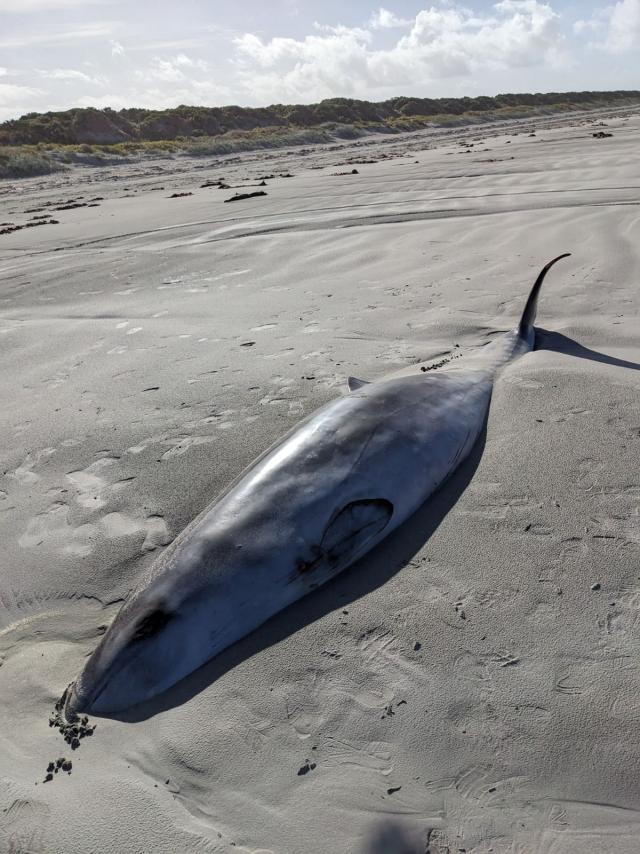 Whale washed ashore | Limestone Coast Today