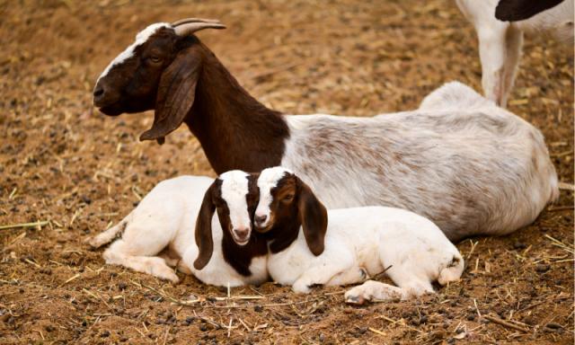 Goat production at a high | Limestone Coast Today