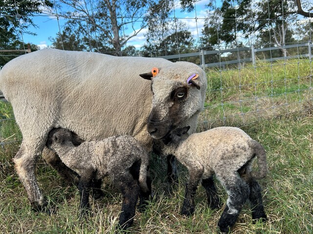 New resources for ewe pregnancy scanning released | Limestone Coast Today