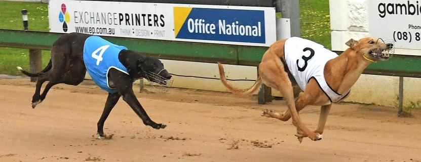 A busy month for greyhound racing | Limestone Coast Today