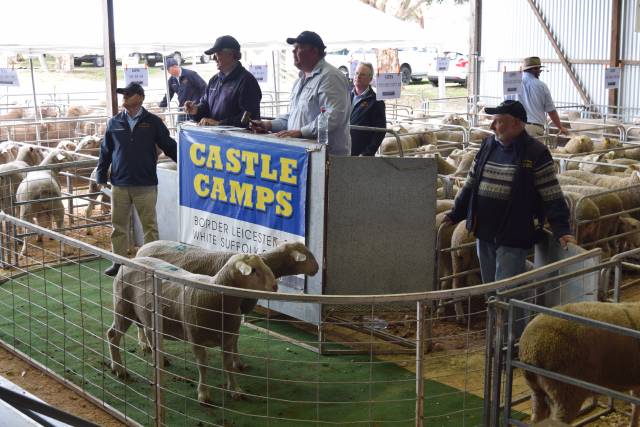 Rams For Better Lambs: New sires to be showcased | Limestone Coast Today