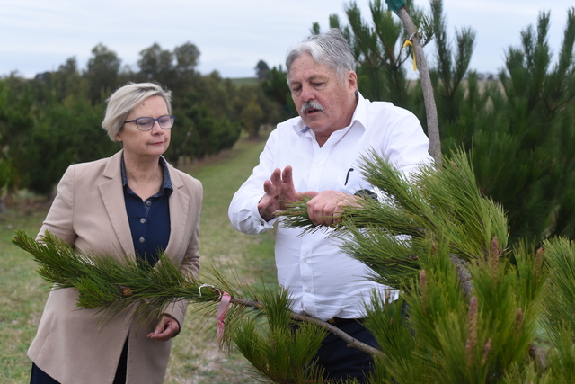 Funding for Tree Breeders Association | Limestone Coast Today